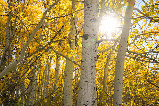 Best places in Grand Teton and Jackson Hole for fall foliage